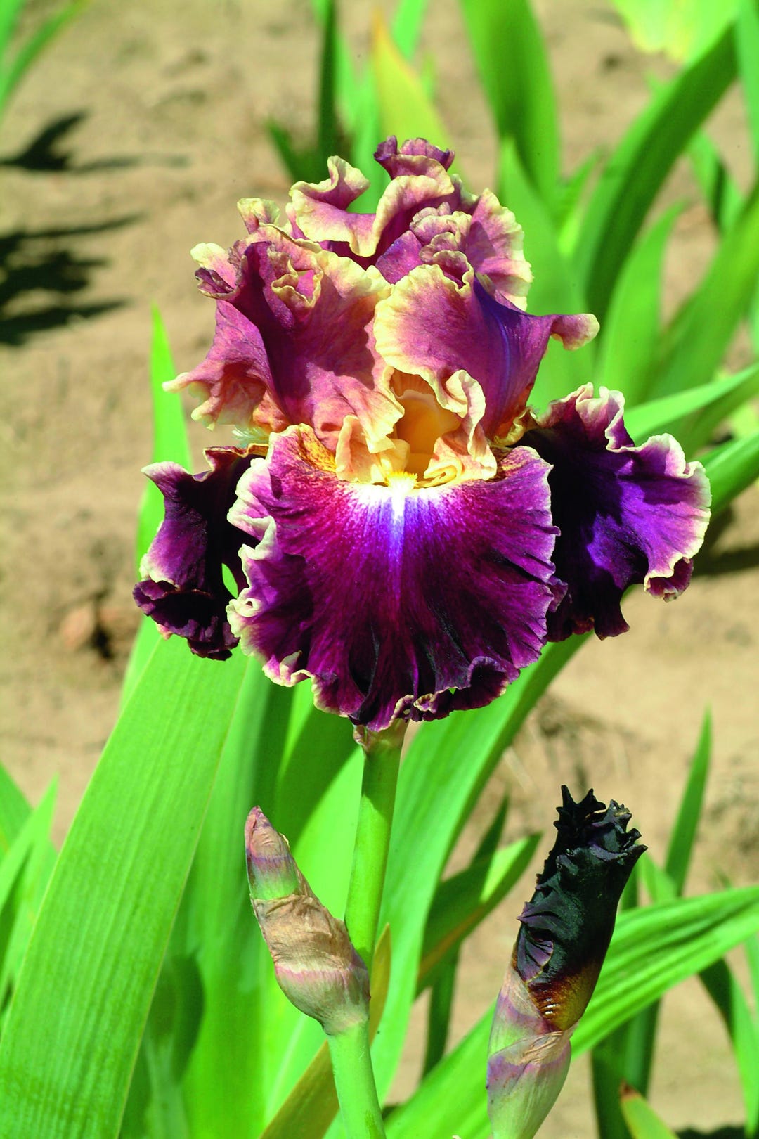 Iris ‘montmartre’ – Ruffled Purple Luminata | Tall Bearded Iris Rhizome ...