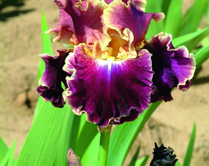 Iris ‘montmartre’ – Ruffled Purple Luminata | Tall Bearded Iris Rhizome ...