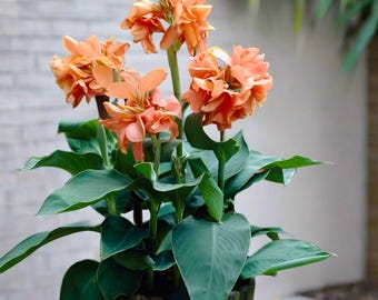 Canna Lily - Dwarf Lucifer - Etsy