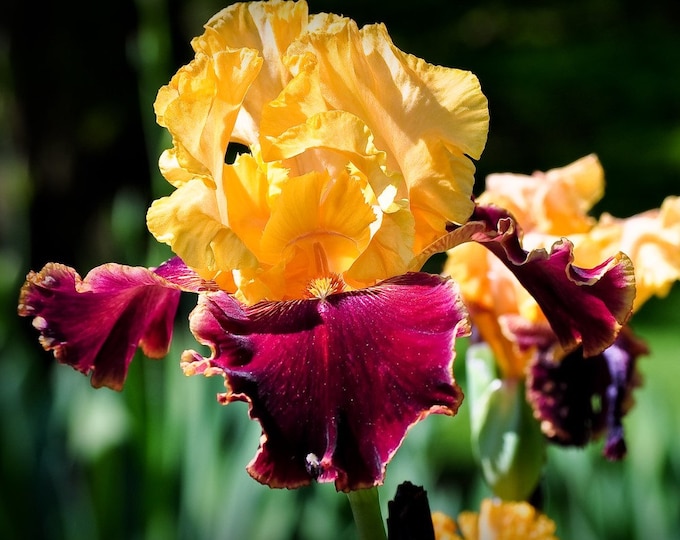 Bearded Iris 'mexican Holiday' - Bold Red & Yellow Bi-color Blooms ...