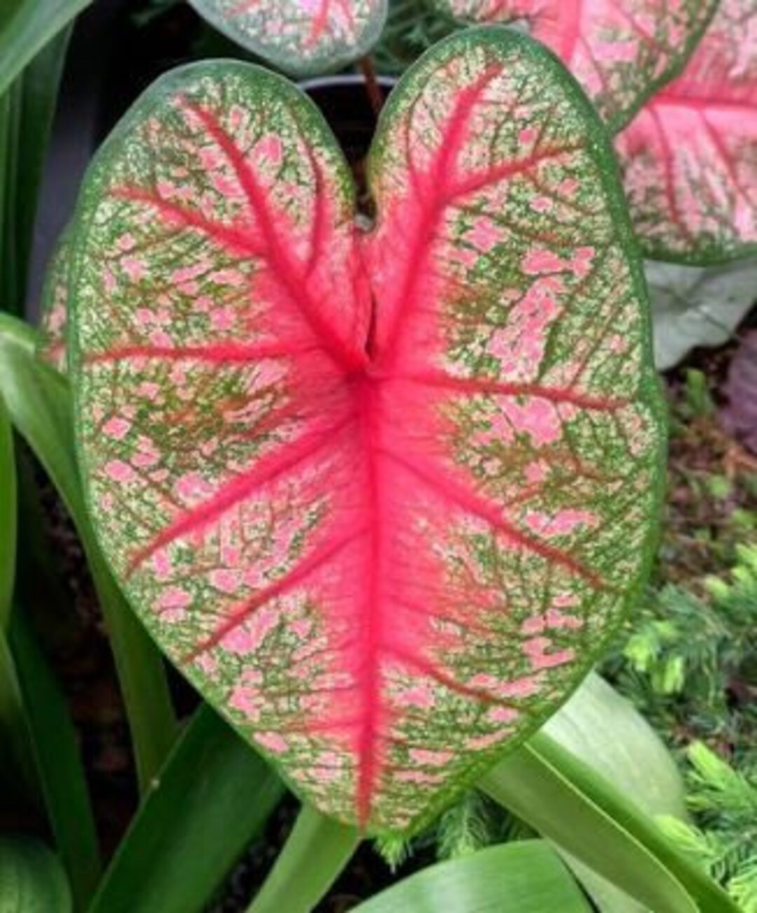 Radiance Caladium 2 Bulbs PREORDER Ships Spring 2025 Easy to Grow ...