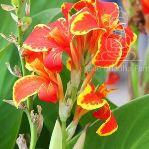 Lucifer Canna Lily Bulb | Fiery Red Blooms | Blue Buddha Farm - Etsy
