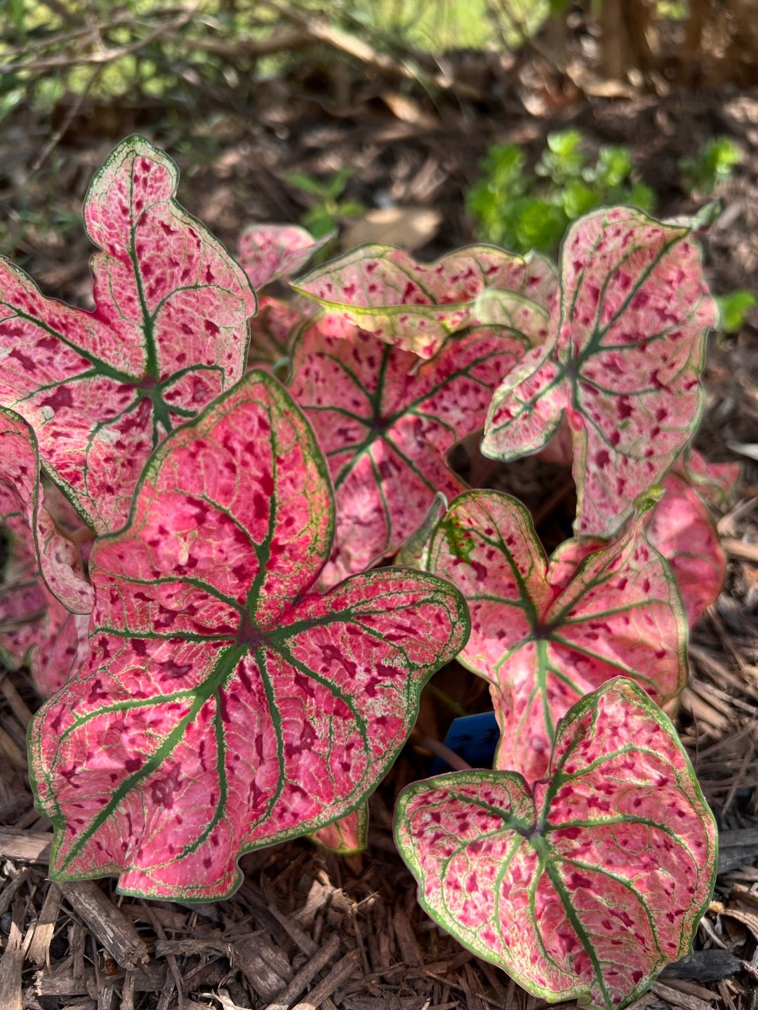 Splash of Wine Caladium 2 Bulbs Easy to Grow Indoor or Outdoor ...