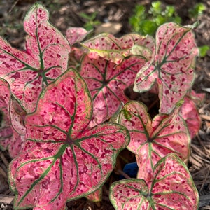 Splash of Wine Caladium (2 Bulbs) - Easy to Grow Indoor or Outdoor ...