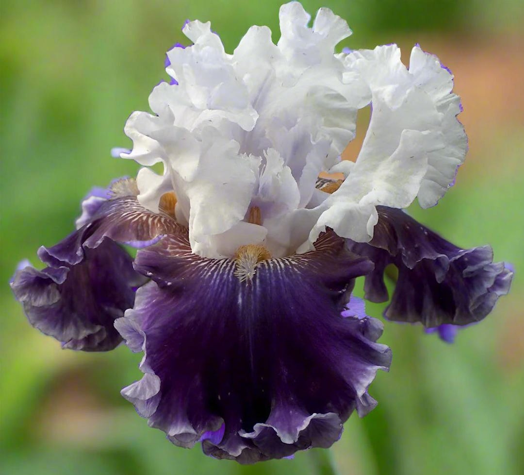 Bearded Iris 'feel the Thunder' Bulb – Light Blue & Purple Neglecta ...