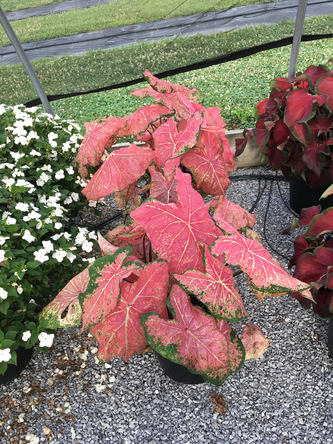 Ballet Slippers Caladium 2 Bulbs – Pink Fancy Leaf, Easy to Grow ...