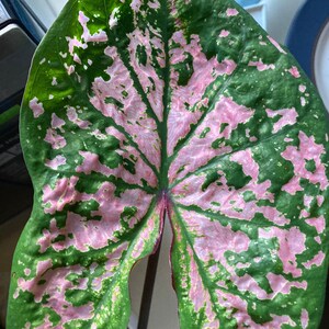PREORDER Florida Elise Caladium 2 Bulbs Preorder for Spring 2024 Easy ...