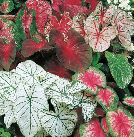 Mixed Caladium Bulbs Plants House Plants Craft Supplies & Tools etna.com.pe