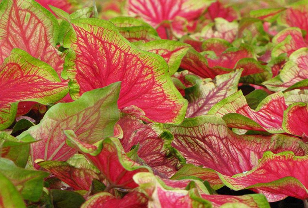 Tiki Torch Caladium (2 Bulbs) - Blue Buddha Farm - Etsy