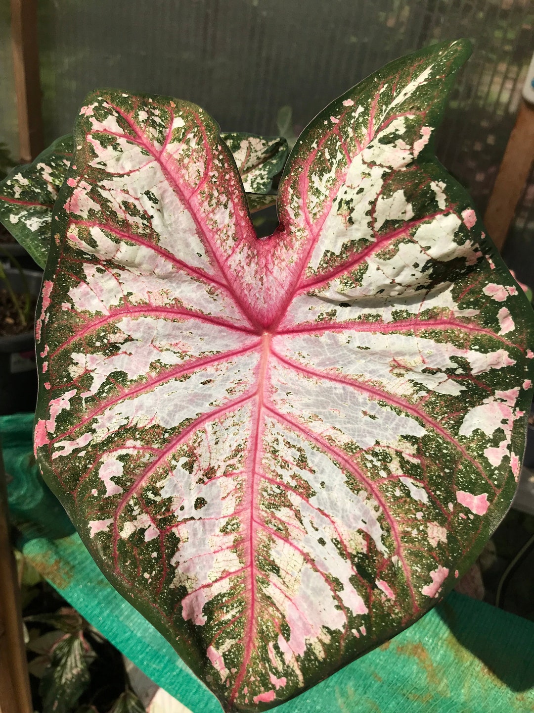 Tapestry Caladium (2 Bulbs) - Easy to Grow Indoor or Outdoor Perennial ...