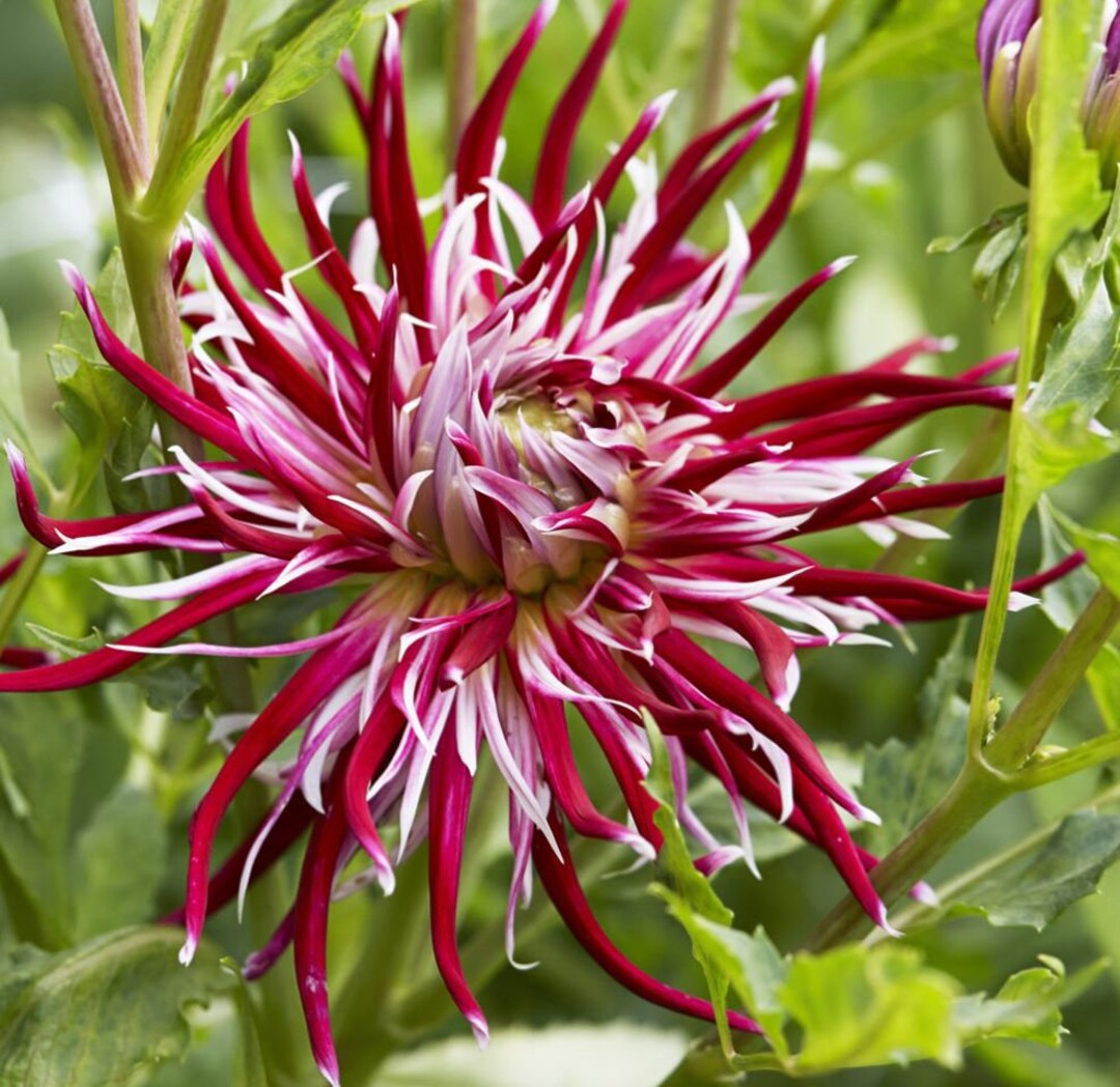 Hollyhill Spider Woman Cactus Dahlia (1 Tuber) – Unique Red, White ...