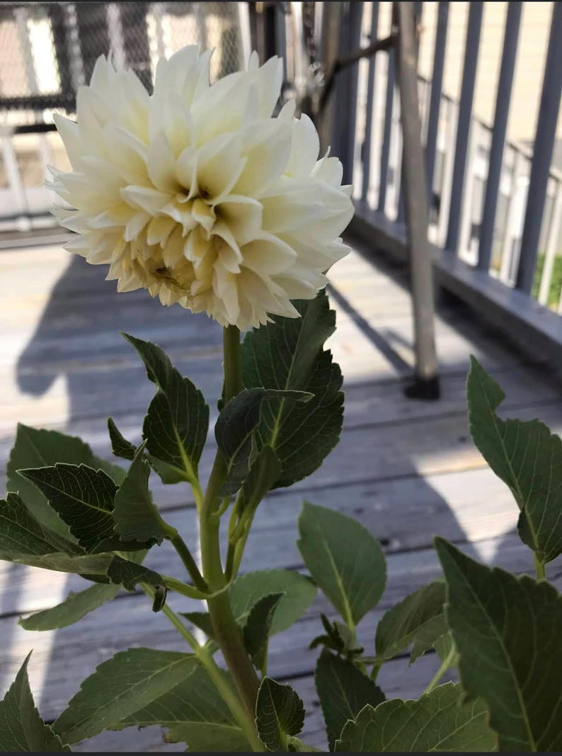 Fleurel Dinnerplate Dahlia Tuber | Elegant White Blooms (preorder ...
