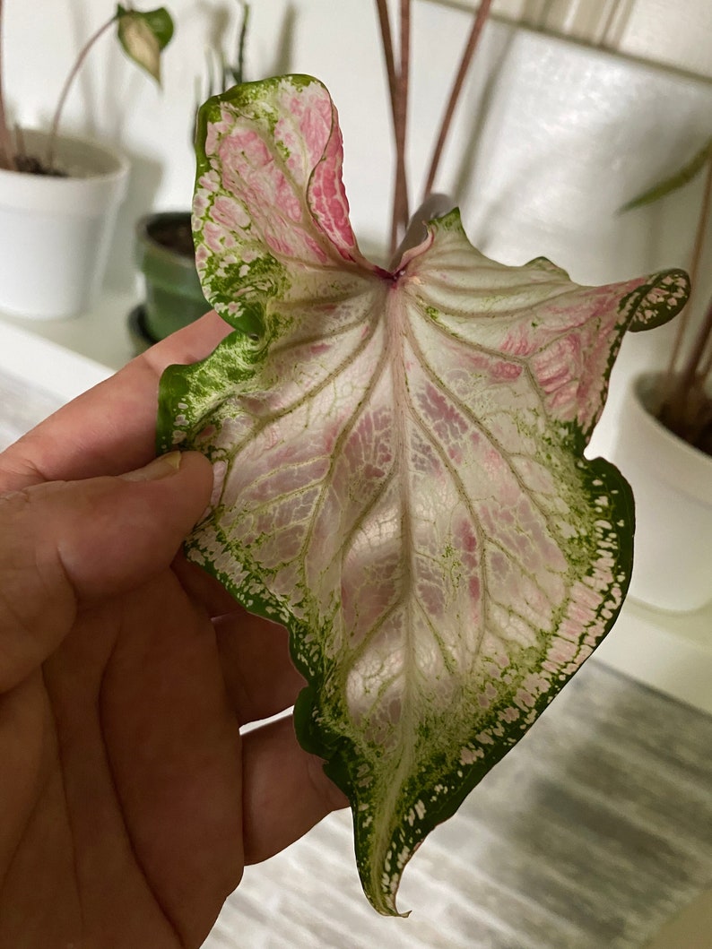 Peppermint Caladium 2 Bulbs Easy to Grow Indoor or Outdoor - Etsy