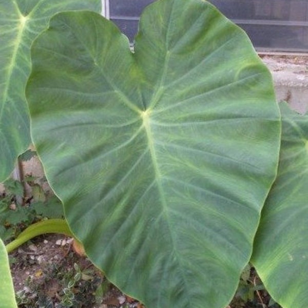 Elephant Ear - Etsy