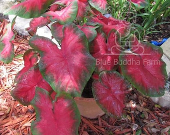 Aaron Caladium Bare Root - Etsy