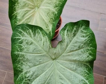 BlueBuddhaFarm - Etsy