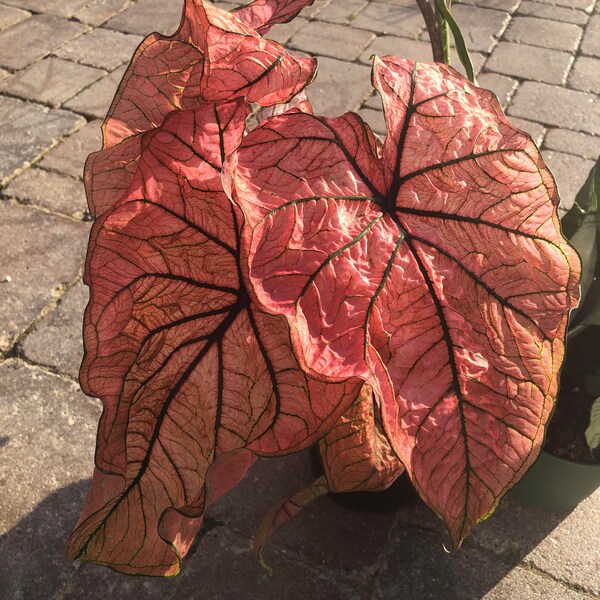 Caladium Bulbs - Etsy