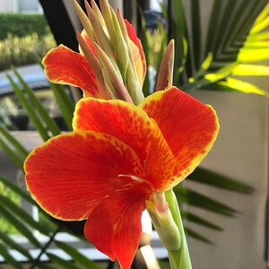 Lucifer Canna Lily Bulb | Fiery Red Blooms | Blue Buddha Farm - Etsy