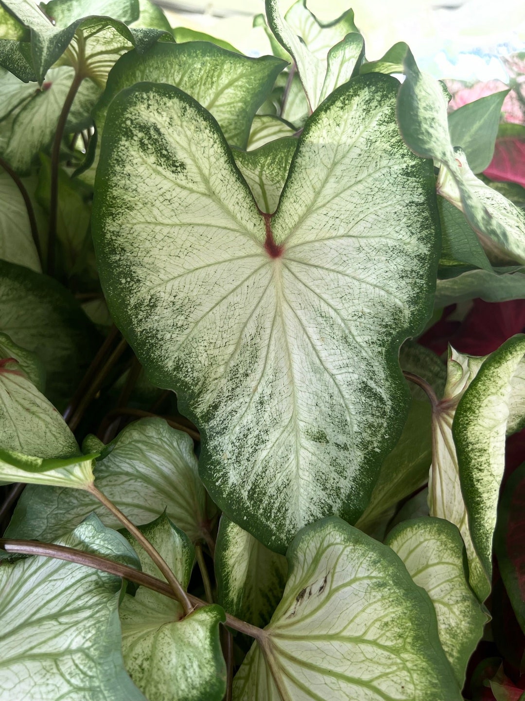 White Wing Caladium (2 Bulbs) - Easy to Grow Indoor or Outdoor ...