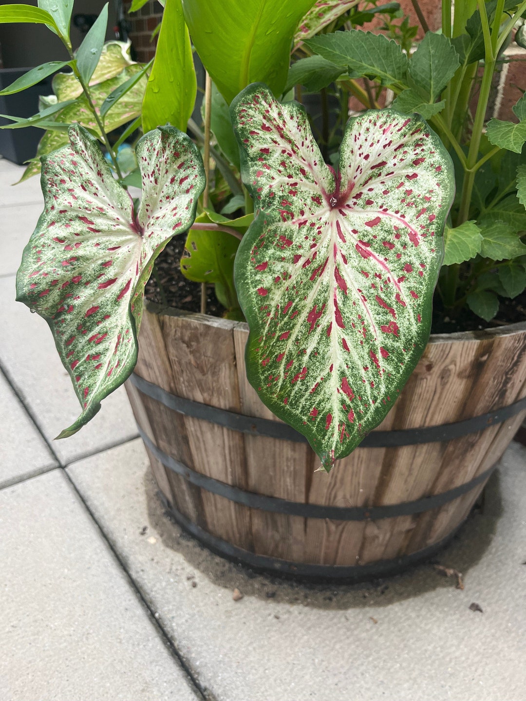 Gingerland Caladium (2 Bulbs) Easy to Grow Indoor or Outdoor Foliage ...