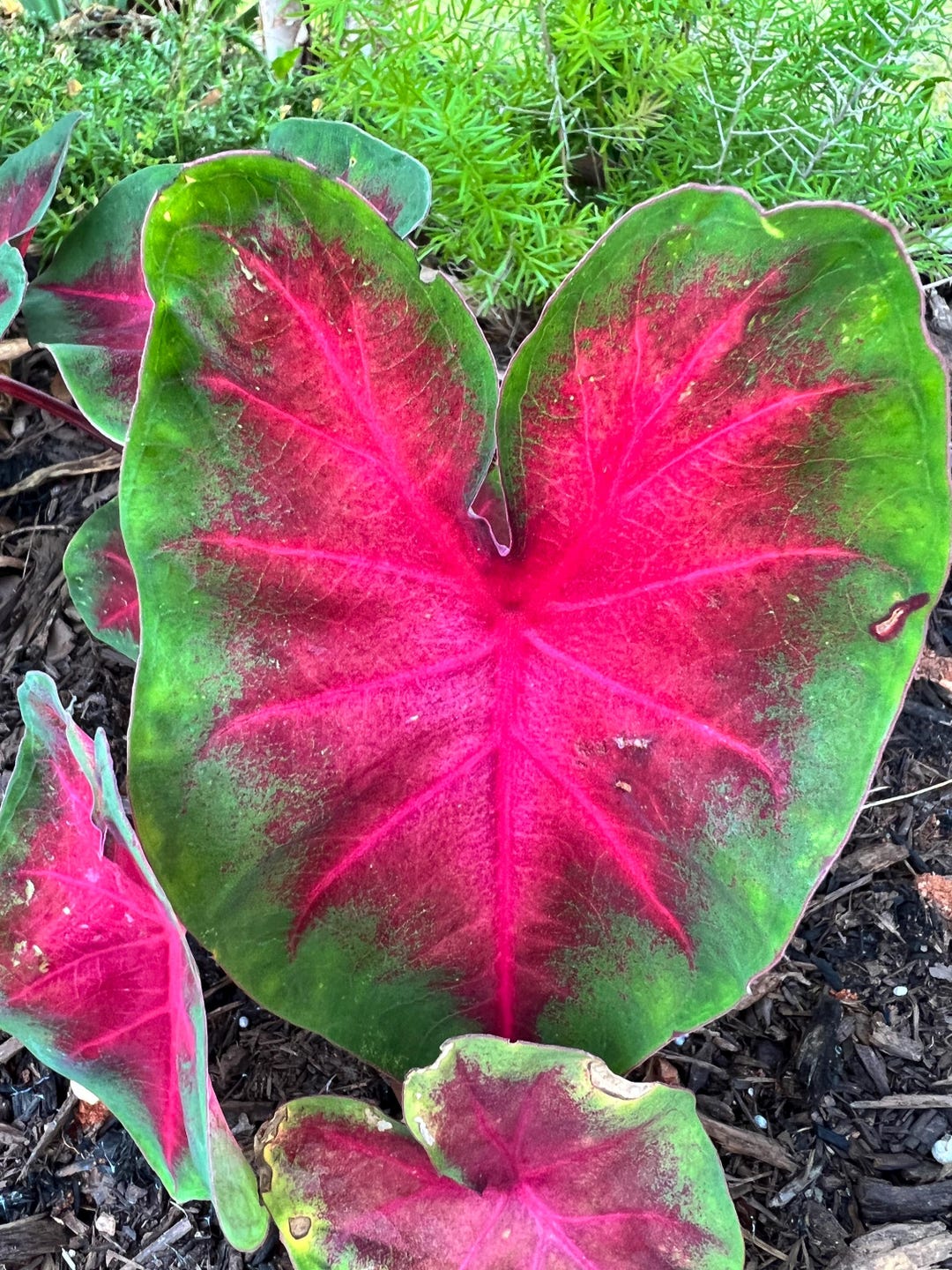 Frieda Hemple Caladium Bulbs | Red Scarlet Veins Indoor Outdoor Foliage ...