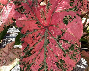Splash of Wine Caladium 2 Bulbs Easy to Grow Indoor or Outdoor ...