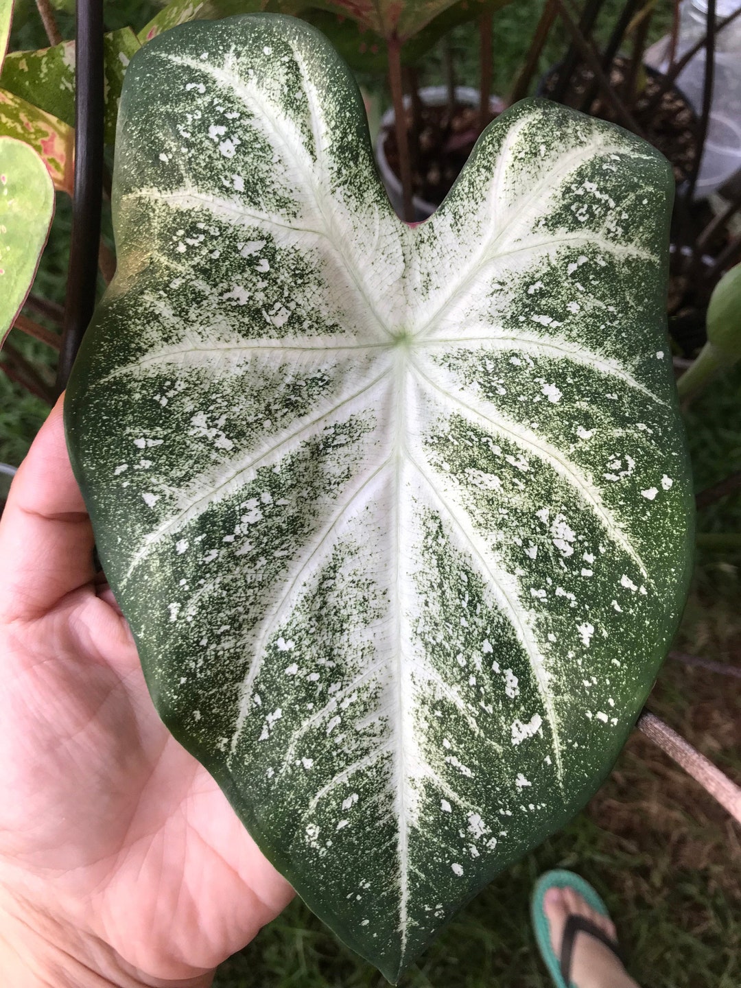 White Cap Caladium 2 Bulbs Blue Buddha Farm - Etsy