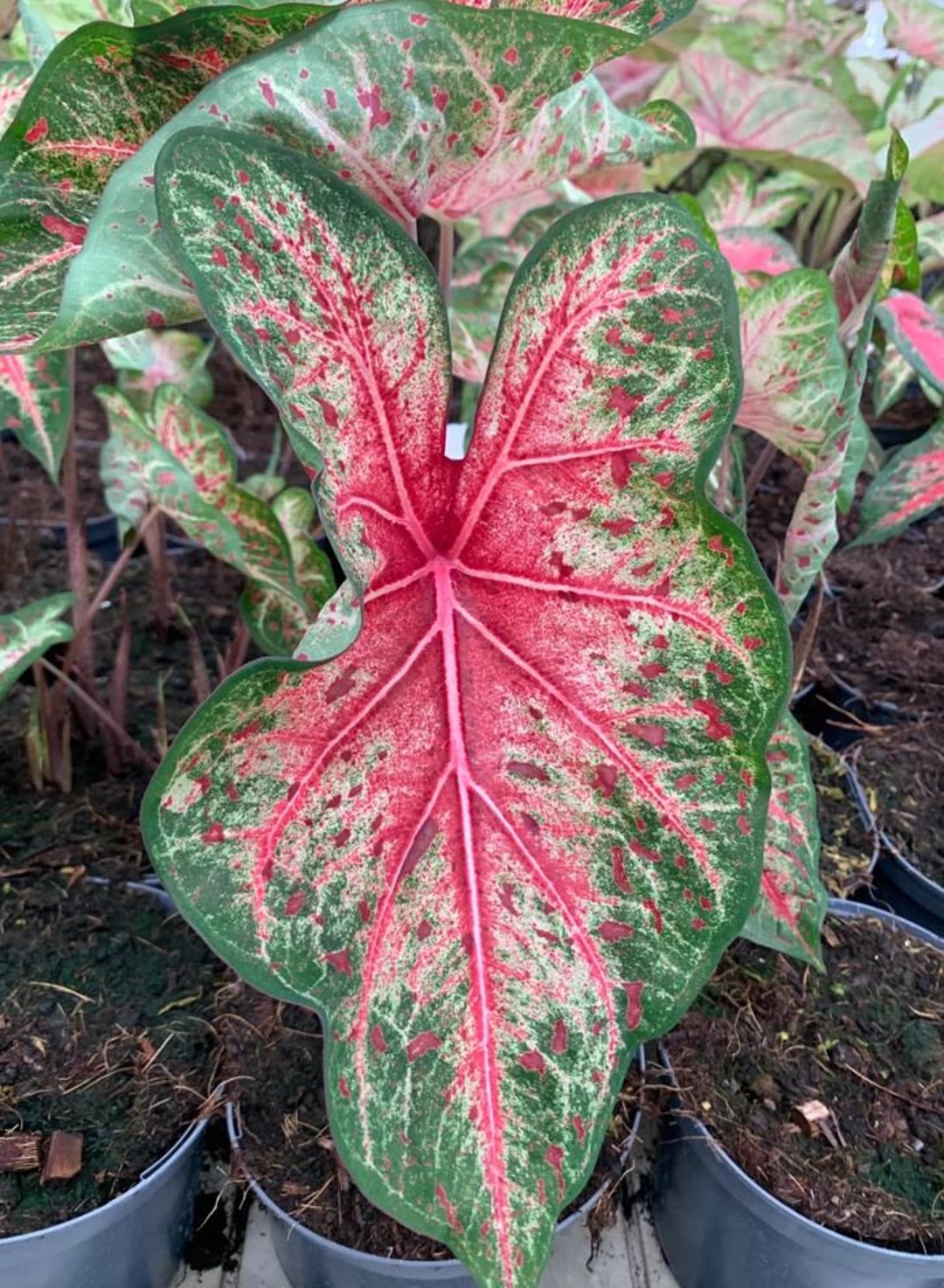 Wildfire Caladium 2 Bulbs Easy to Grow Indoor or Outdoor Perennial ...