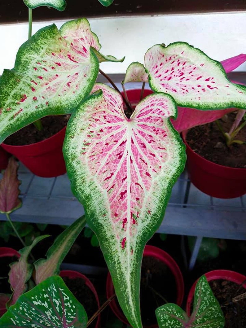 Daydreamer Caladium (2 Bulbs) Easy to Grow Indoor or Outdoor Perennial ...