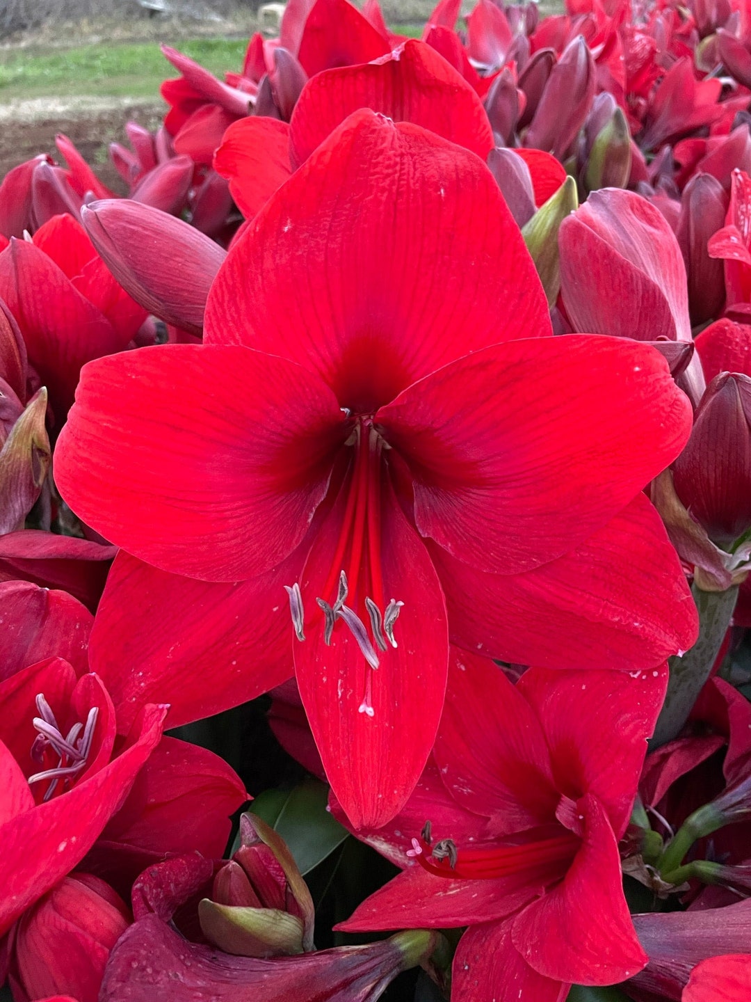Amaryllis Top Choice Bulb – Classic Red Sonata for Christmas Decor ...