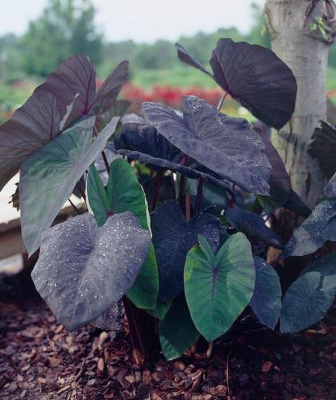 LIVE PLANT | Black Magic Elephant Ear Colocasia Plug | *PREORDER Spring ...