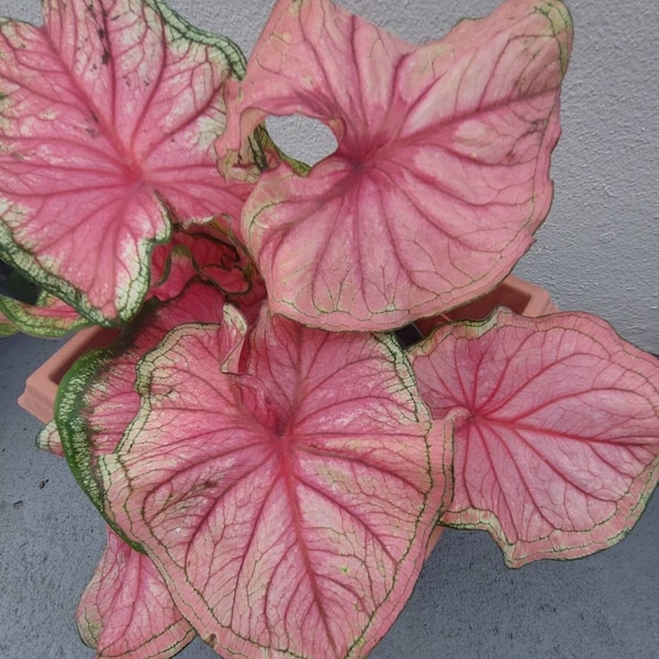 Caladium Bulbs - Etsy