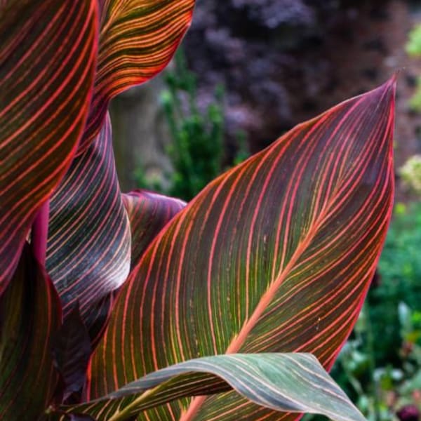 Blue Canna Lily - Etsy