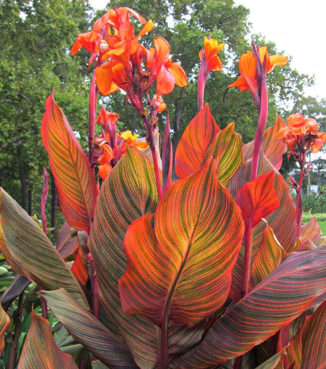 Tropicanna Canna Lily Rhizome | Vibrant Orange Blooms, Exotic Foliage I ...