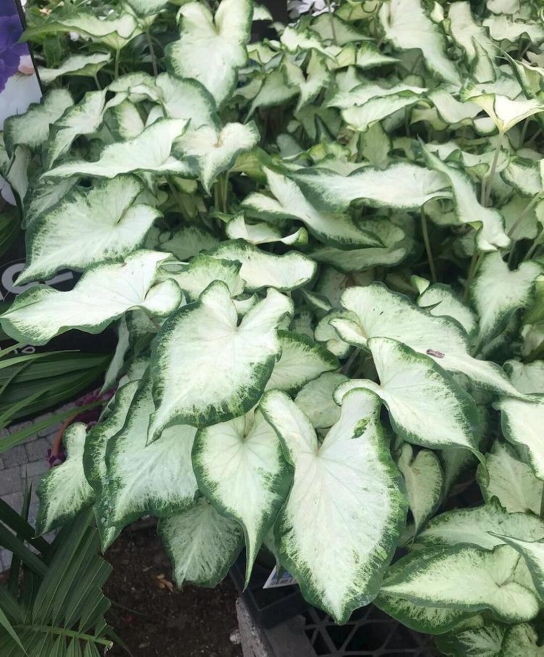 White Pearl Caladium (2 Bulbs) – Sun-tolerant Strap Leaf Variety ...