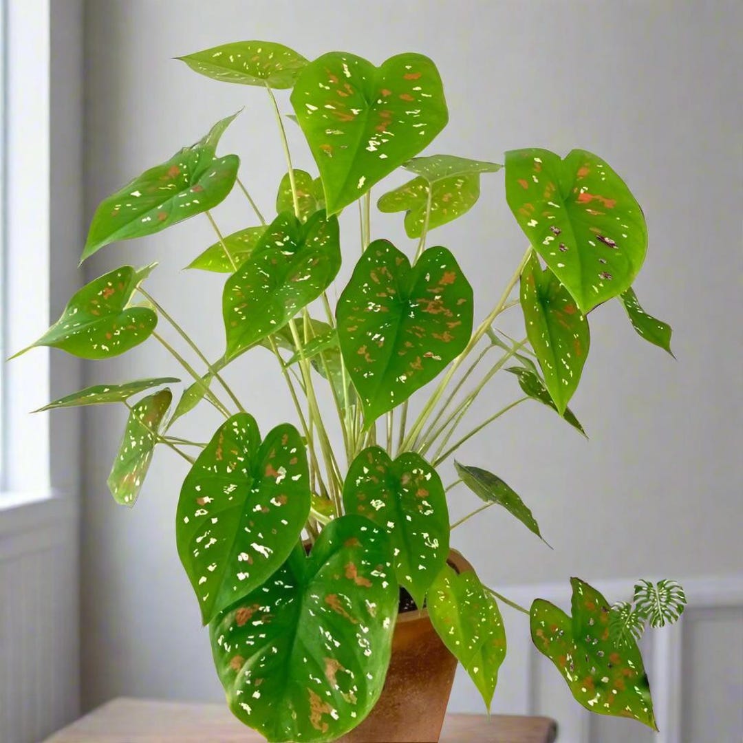 Florida Clown Caladium | Playful Speckled Pink & White Heart-shaped (2 ...