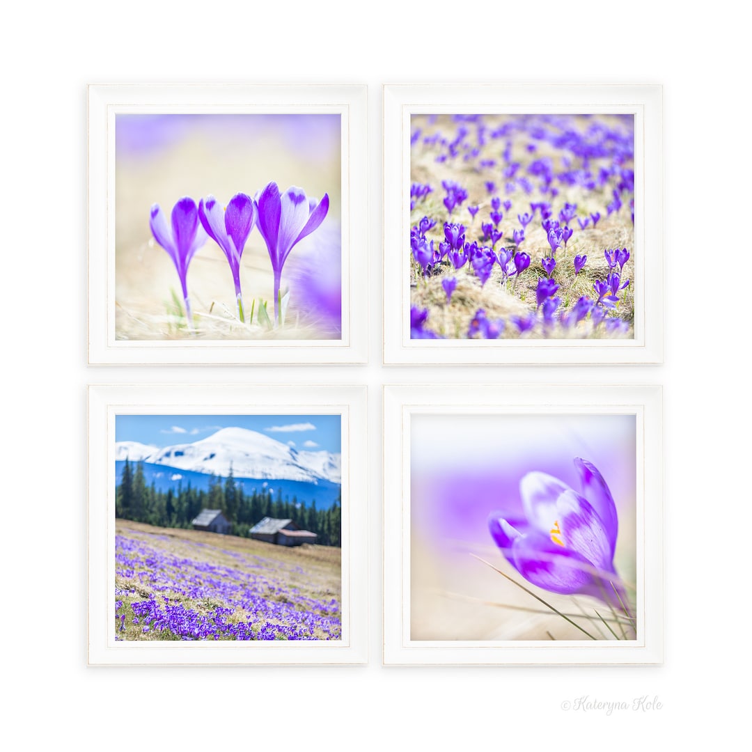 Crocus Prints by Kateryna Kole. Purple Flowers Wall Art, Square Print ...