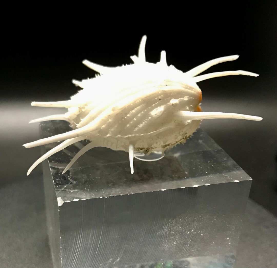 The SPINY WHITE CHRYSANTHEMUM Clam Shell - Etsy