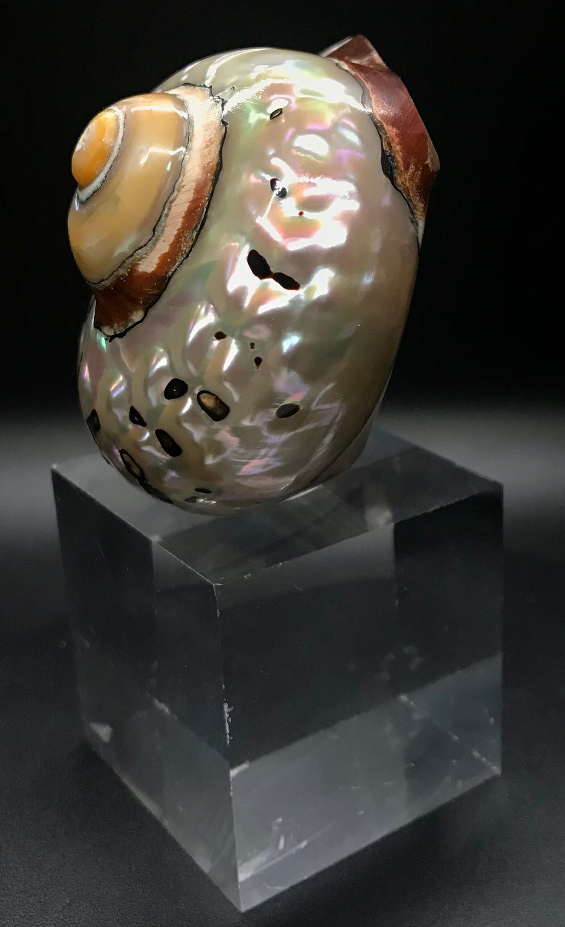 TURBO SARMATICUS, Seashell South African Turban, Giant Turban Oily Crock, or Alikreukel, - Etsy