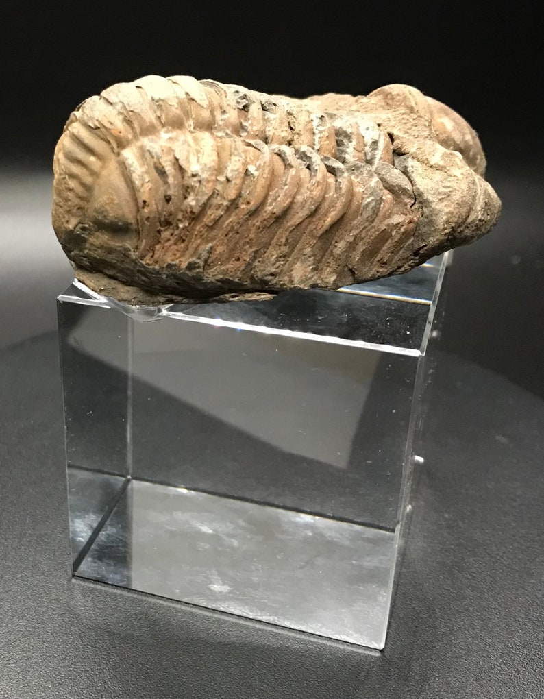 TRILOBITE Fossil Medium - Etsy