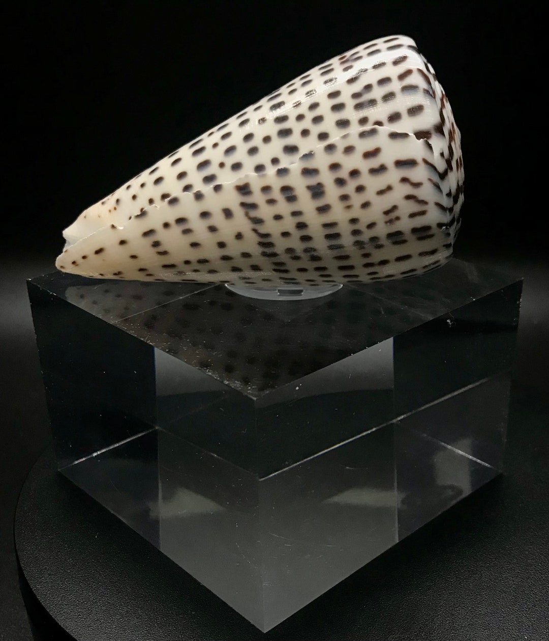 LEOPARD CONE Conus Leopardus Seashell Collectible Home/office Decor - Etsy