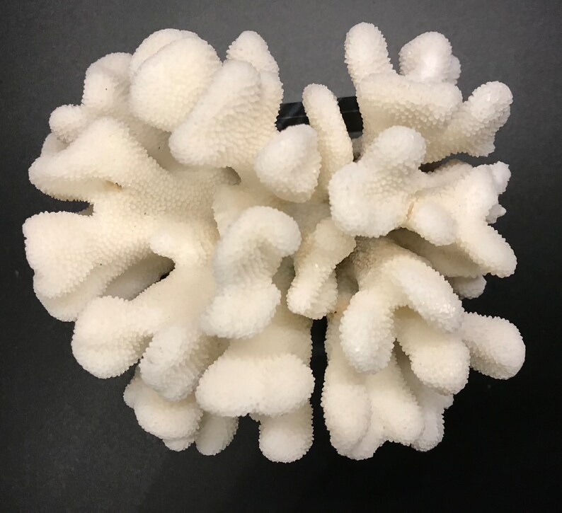 CAT’S PAW Coral, Stylophora Pistllata, Club Finger Coral Home/office ...