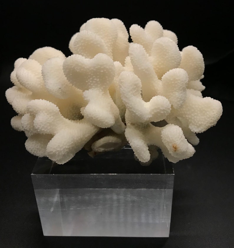 CAT’S PAW Coral, Stylophora Pistllata, Club Finger Coral Home/office ...