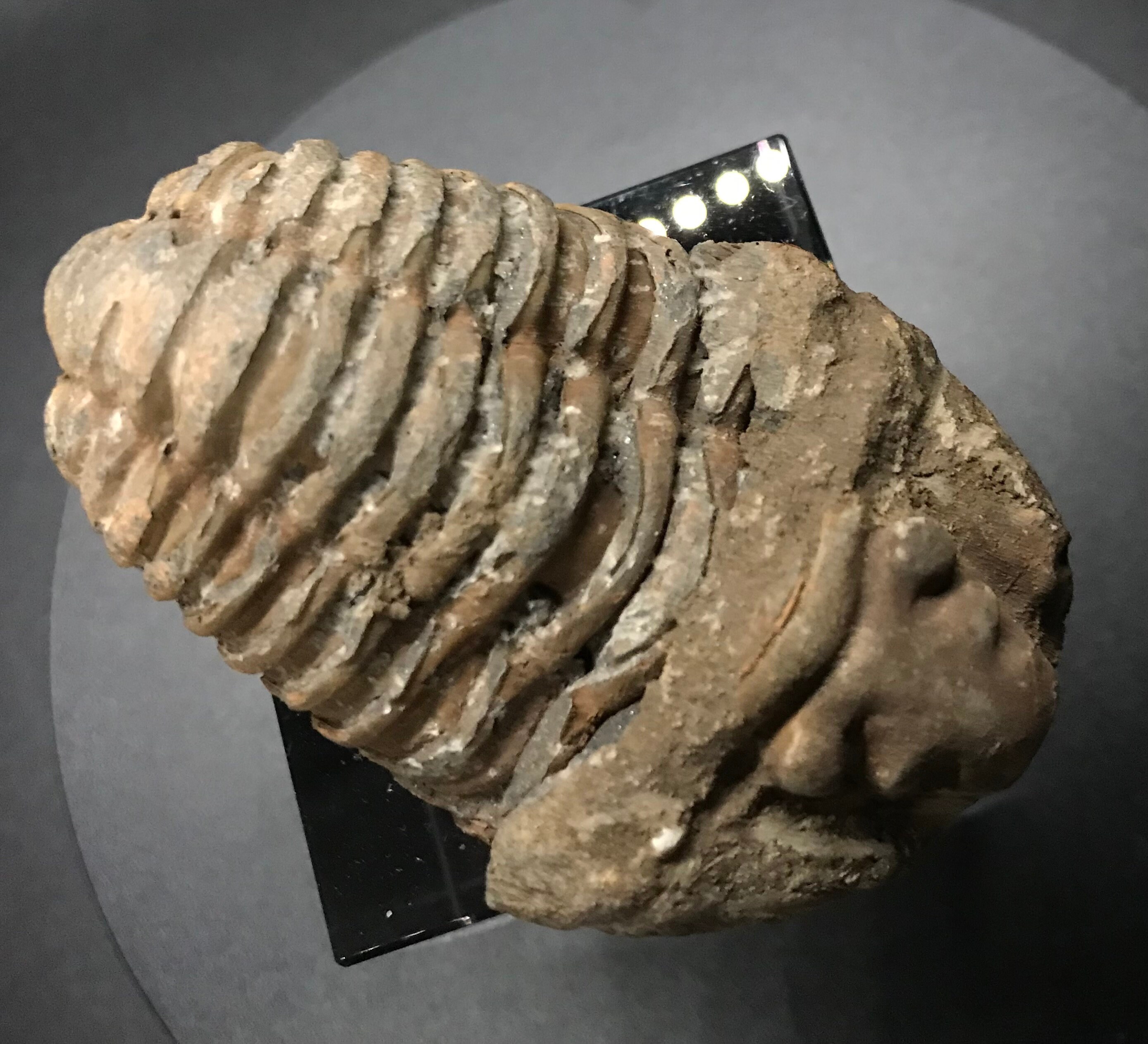 TRILOBITE Fossil Medium - Etsy