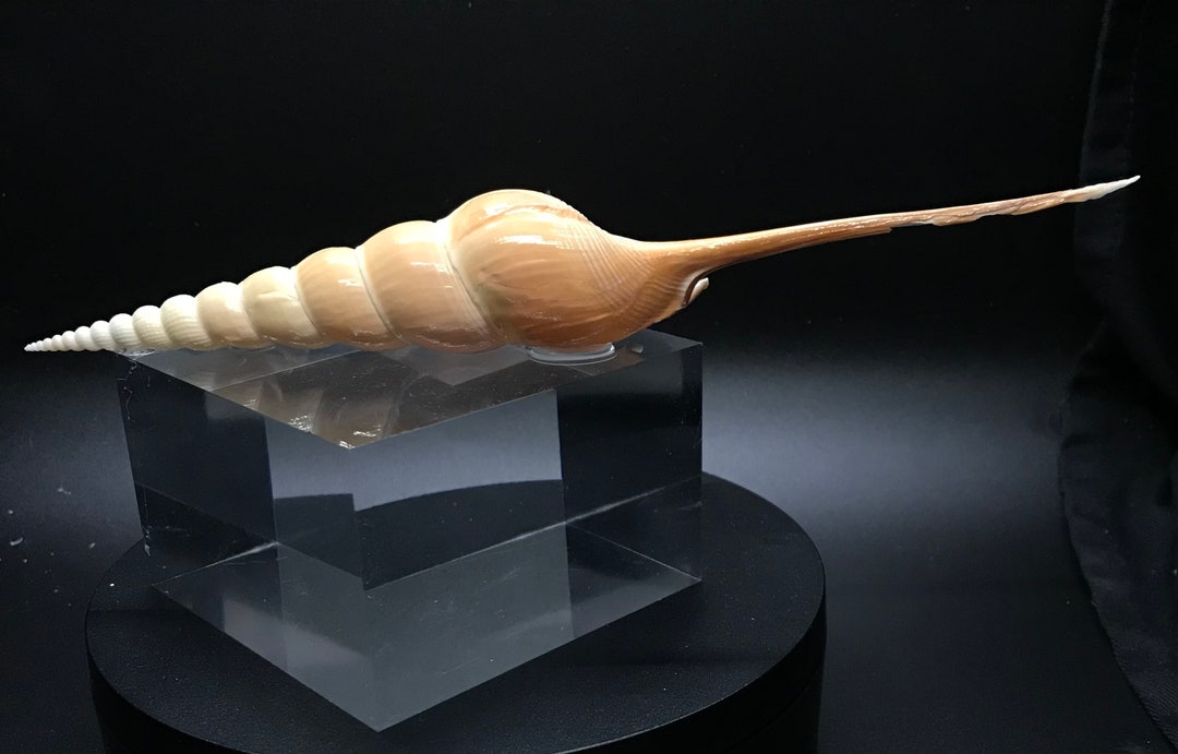 Huloportuss LARGE Long Nosed Shell - Etsy