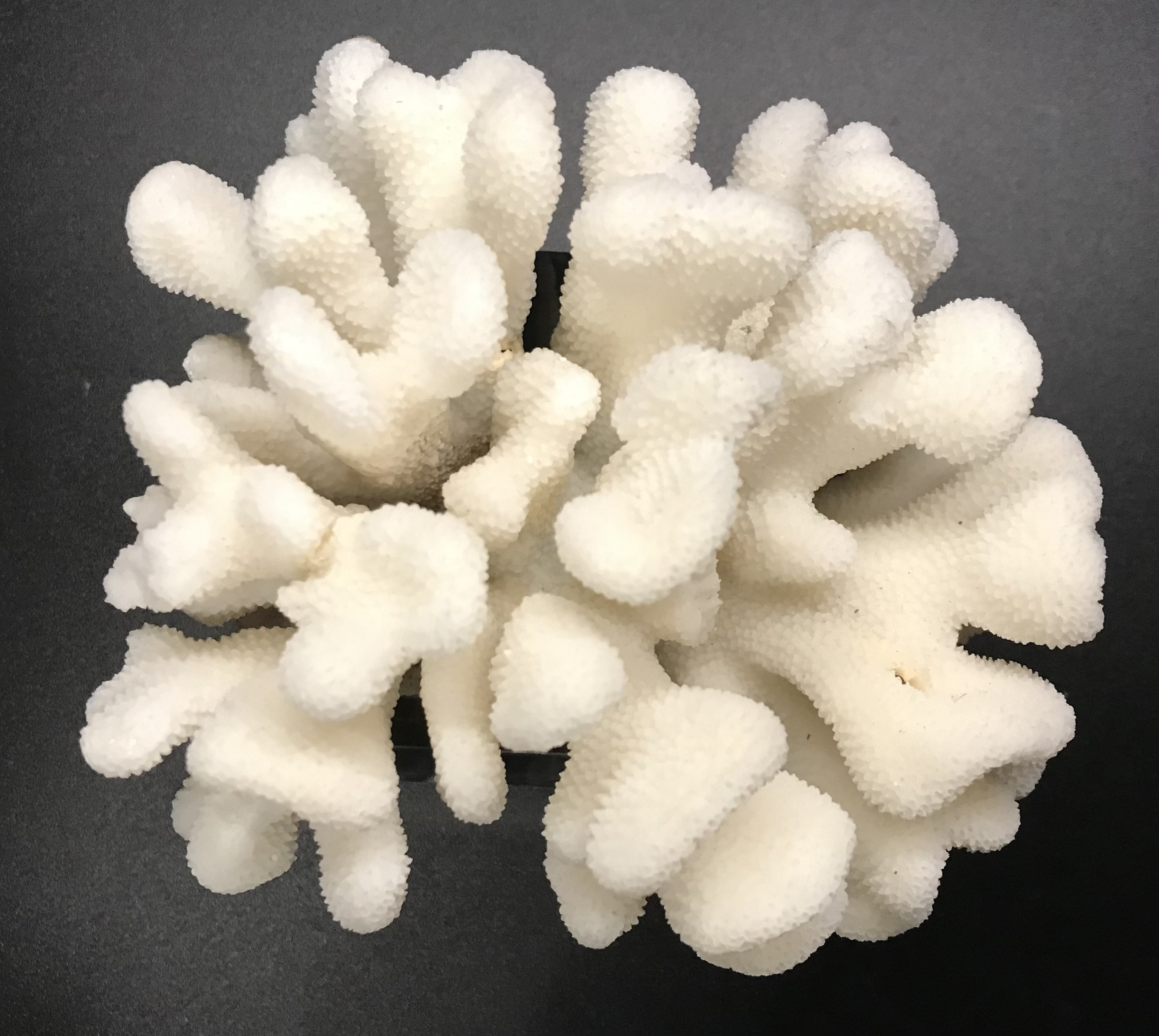 CATS PAW Coral, Stylophora Pistllata, Club Finger Coral Home/office ...