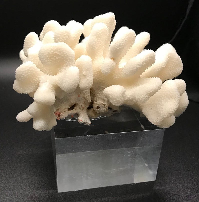 CAT’S PAW Coral, Stylophora Pistllata, Club Finger Coral Home/office ...