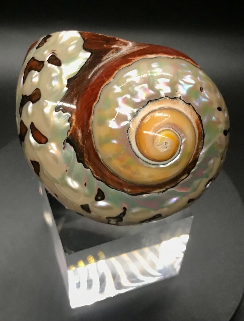 TURBO SARMATICUS, Seashell South African Turban, Giant Turban Oily Crock, or Alikreukel, - Etsy