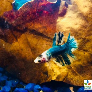 Catappa Indian Almond Leaves Ketapang Leaf Shrimp Betta Fish Aquarium ...