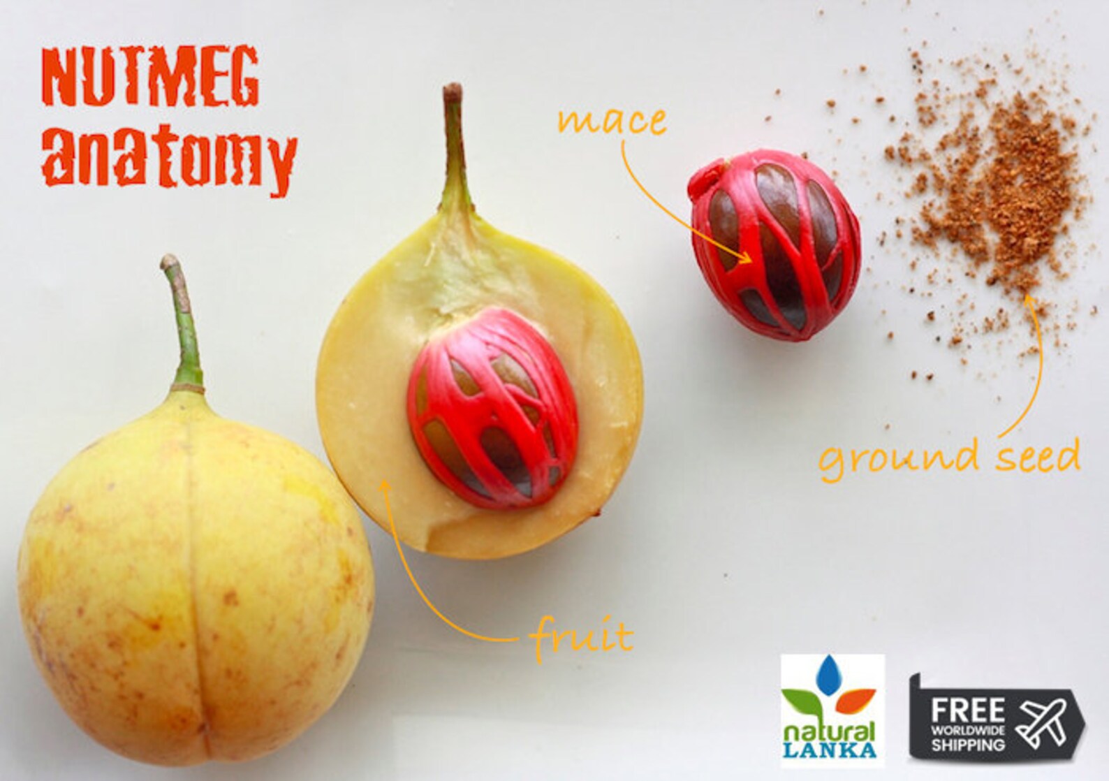 Organic Nutmeg Ground Powder Premium Quality Nutmeg Powder - Etsy